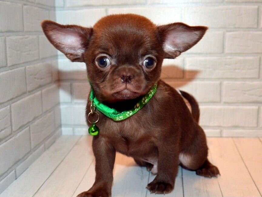 Чихуахуа кукольные малыши,шоколадные мальчишки