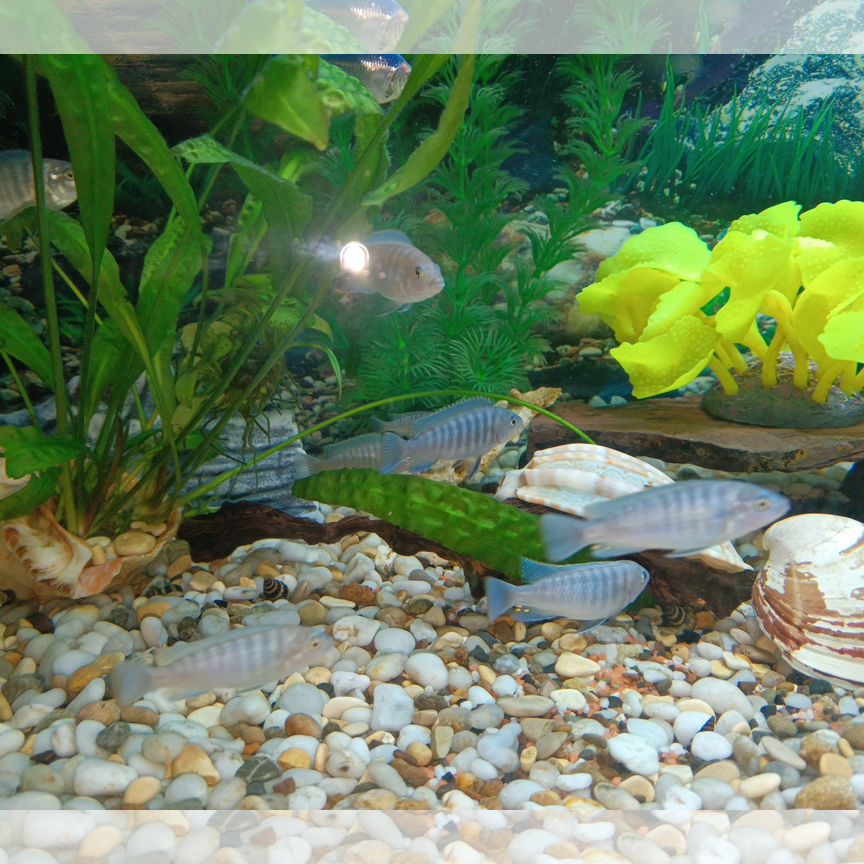 Псевдотрафеус мальки