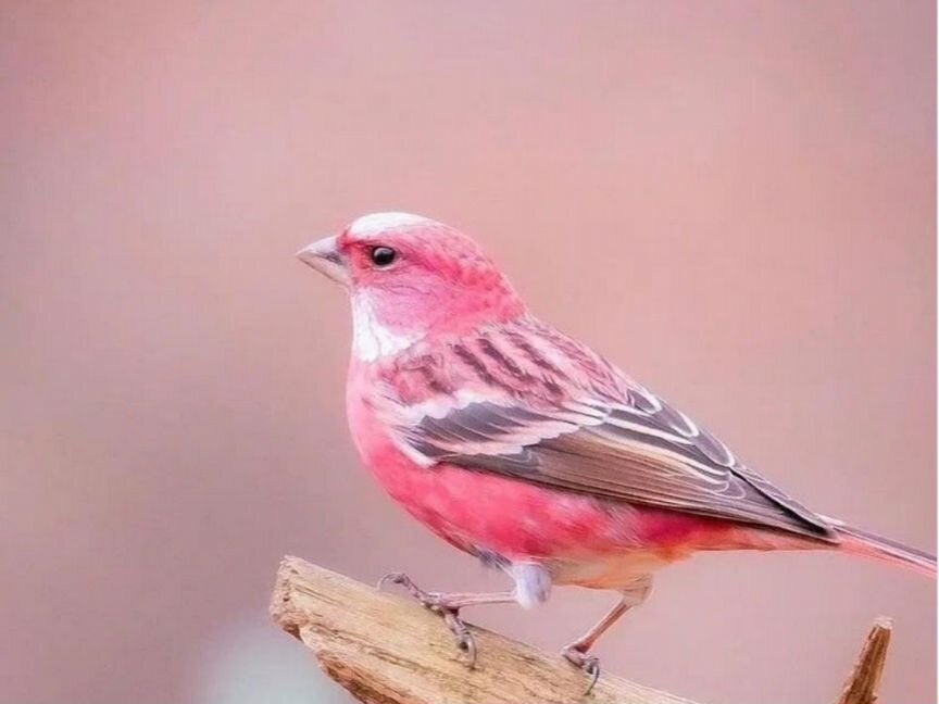 Сибирская чечевица