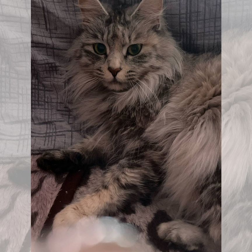Курильский бобтейл длинношёрстный, взрослая кошка
