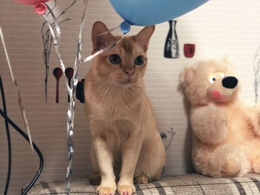 Европейская бурма