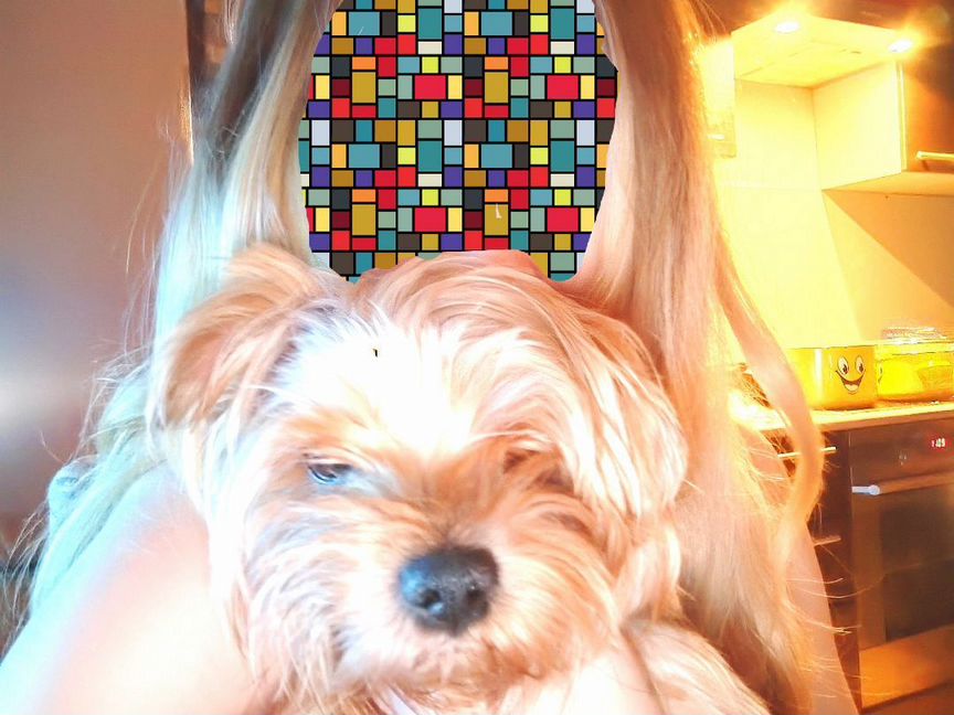 Йоркширский терьер