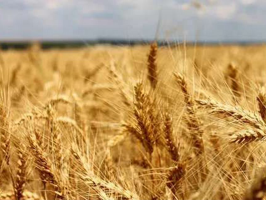 Рожь с пшеницей