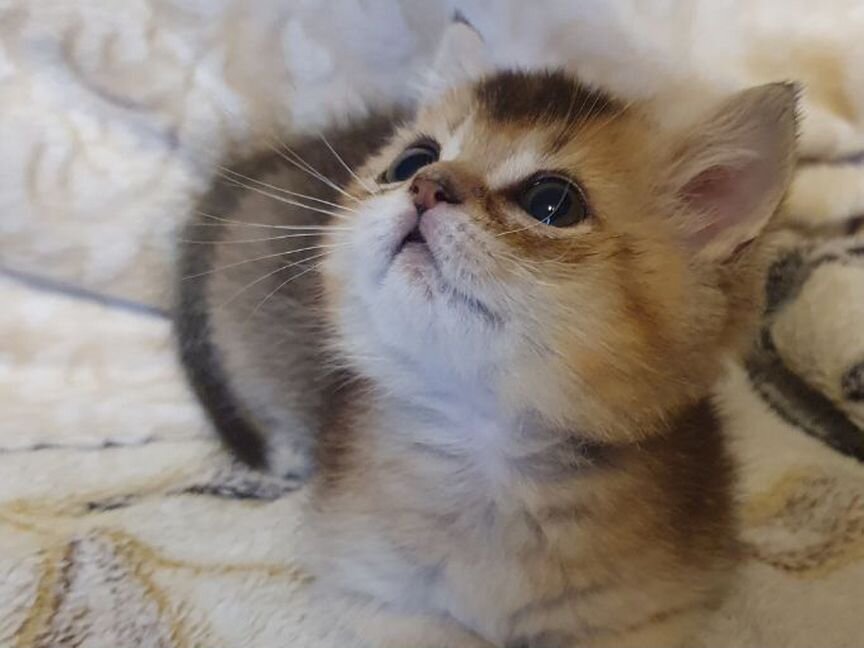 Котенок шотландский окрас золотая шиншилла