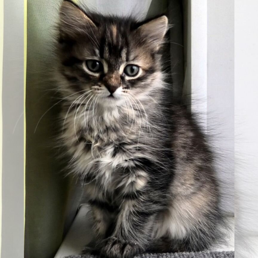 Сибирский котёнок