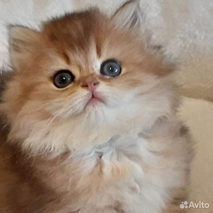 Золотые пушистые котята