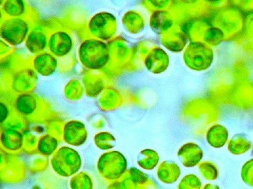 Суспензия Хлореллы