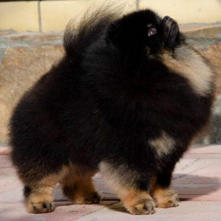 Померанский шпиц, взрослый пёс