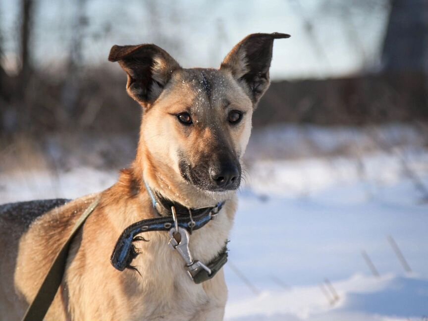 Собаки в дар