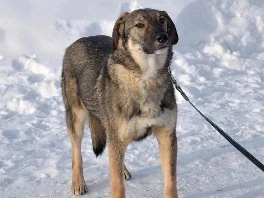 Финик-богатырь