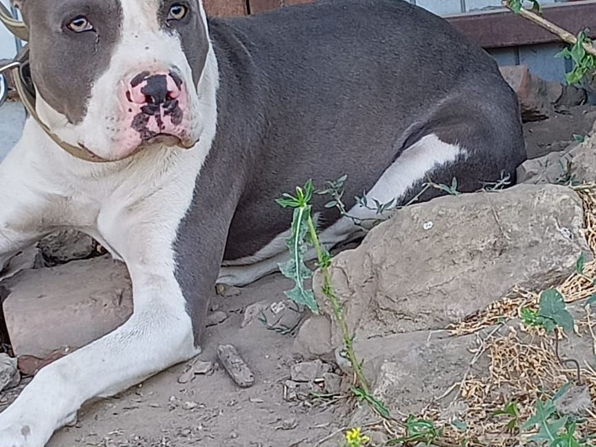 Стаффордширский терьера вязку