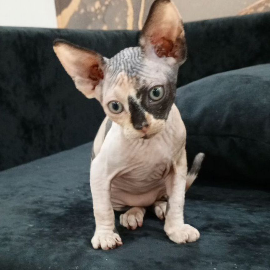 Канадский сфинкс котёнок