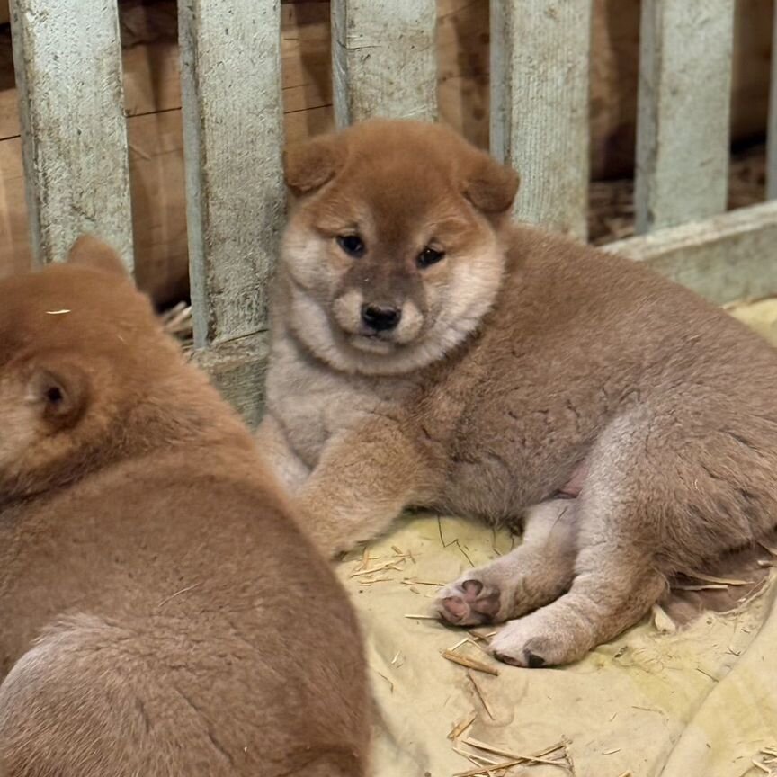 Сиба-ину, щенок