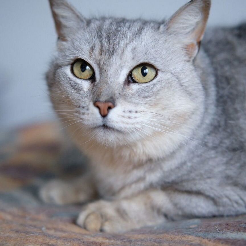 Пышечка лайма