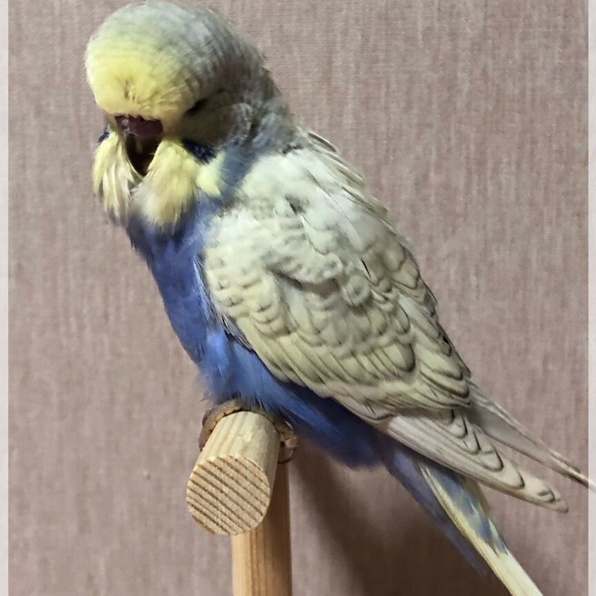 Выставочный волнистый поругай ввп Чех