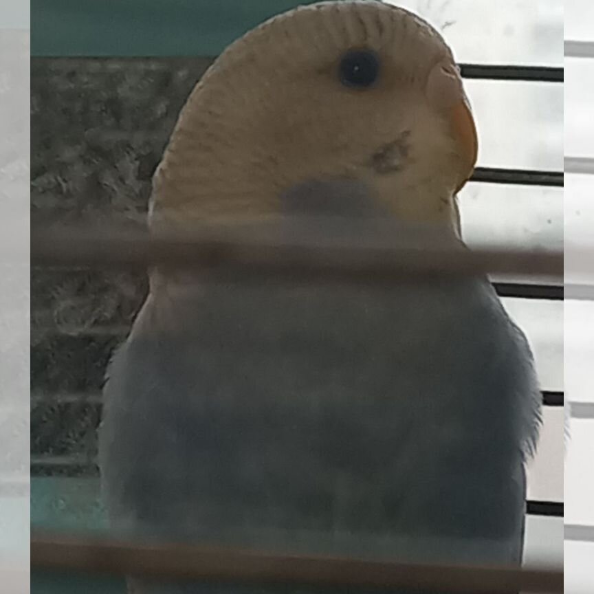 Птенец волнистый попугай самка