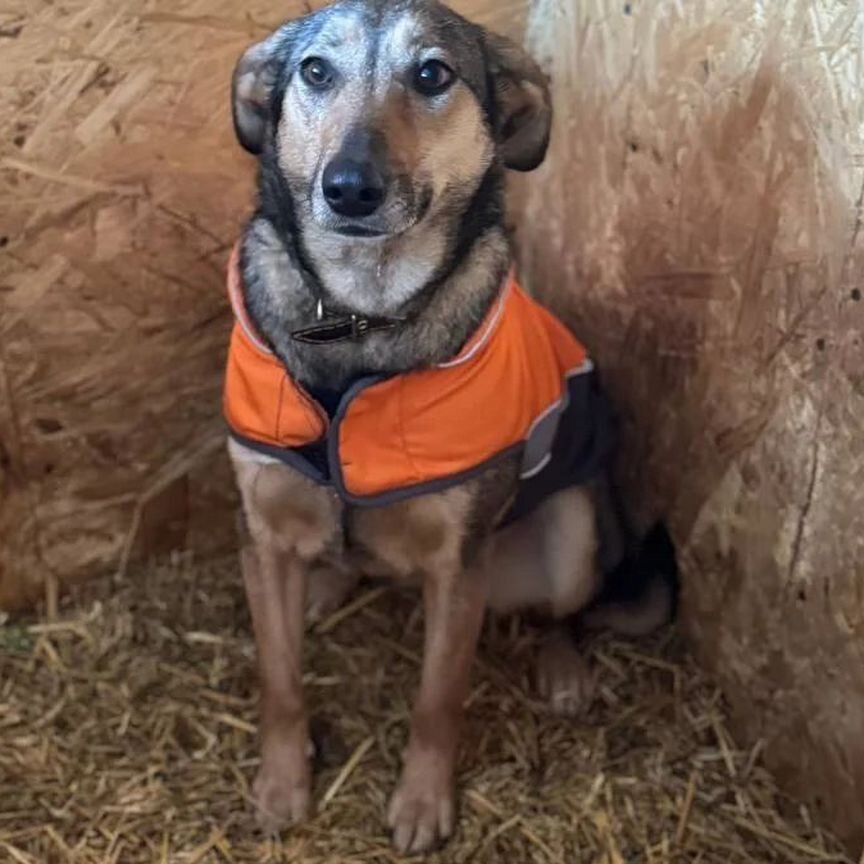 Взрослая собака в добрые руки