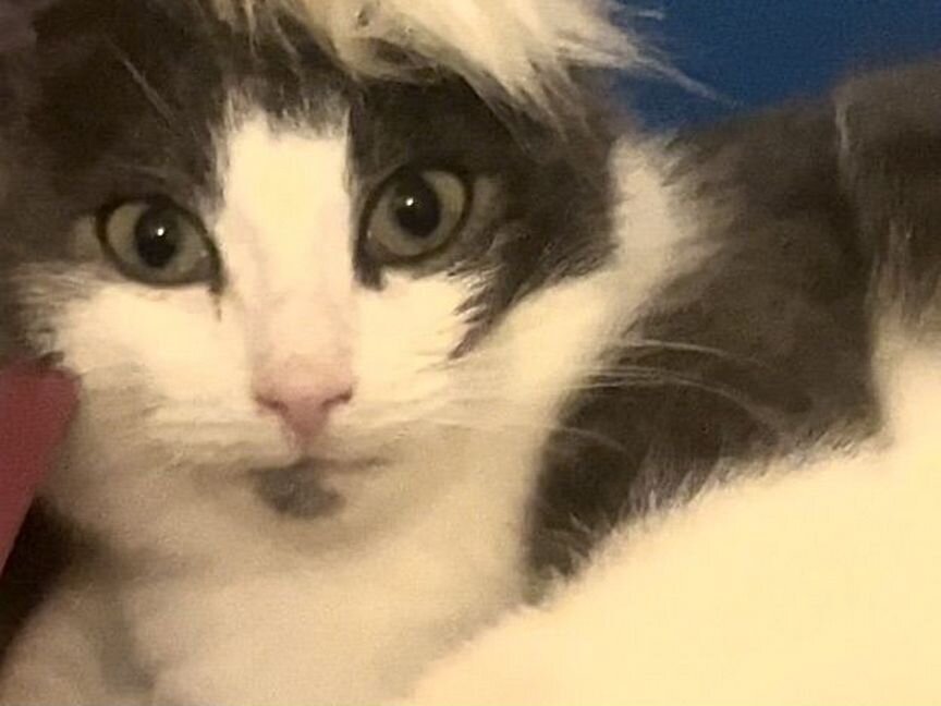 Чудесный котенок