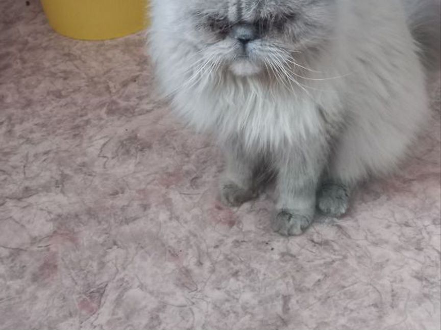 Персидский кот отдаю