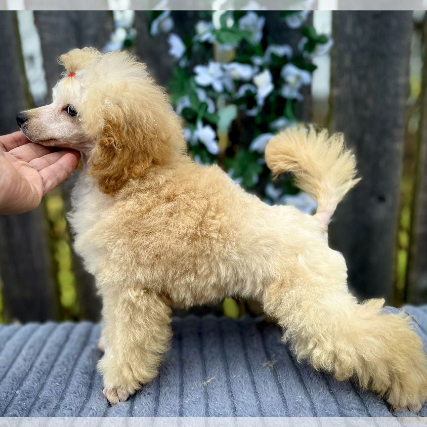 Пудель, щенок