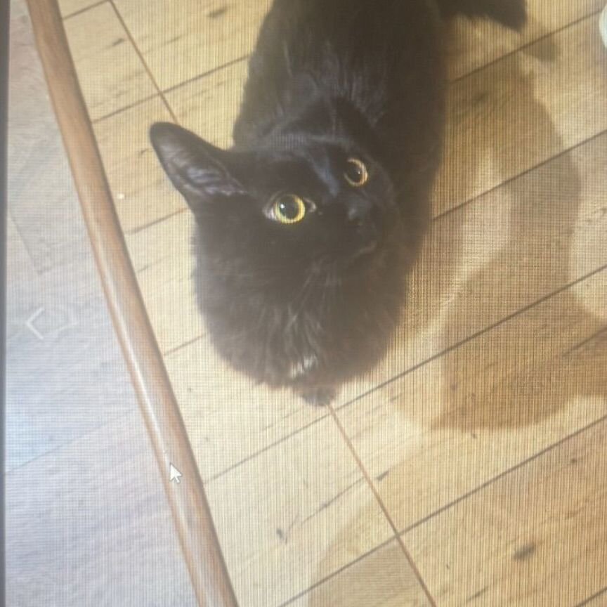 Мейн-кун котёнок