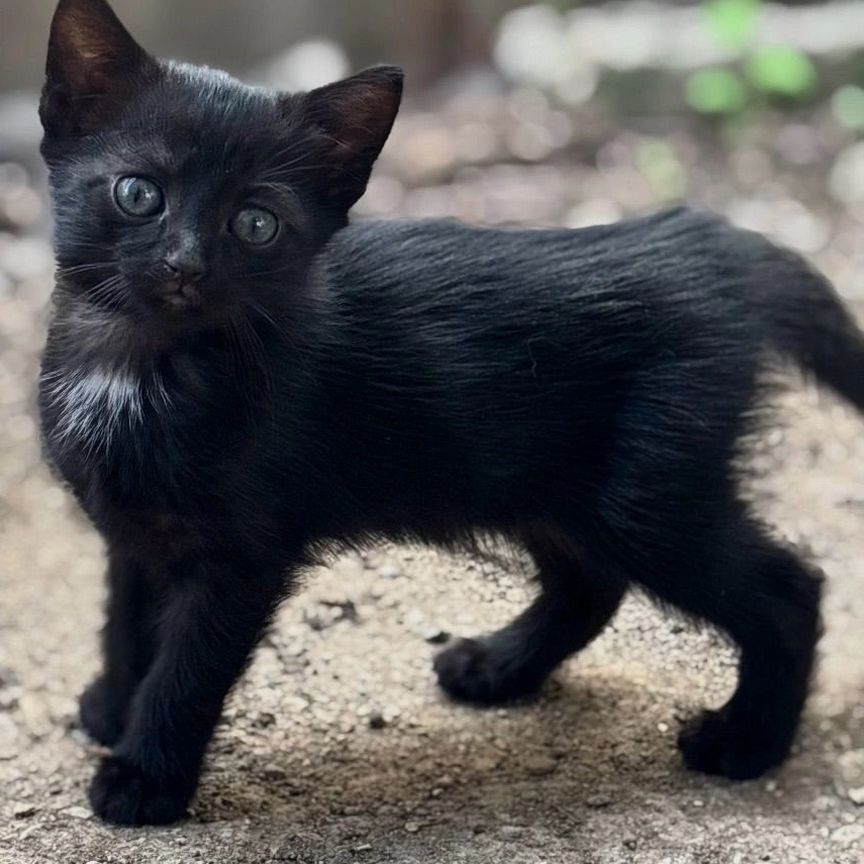 Вислоухие котята