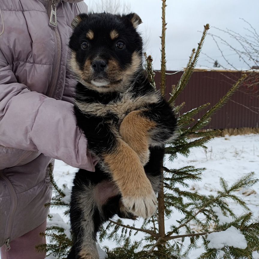 Щенок в добрые руки