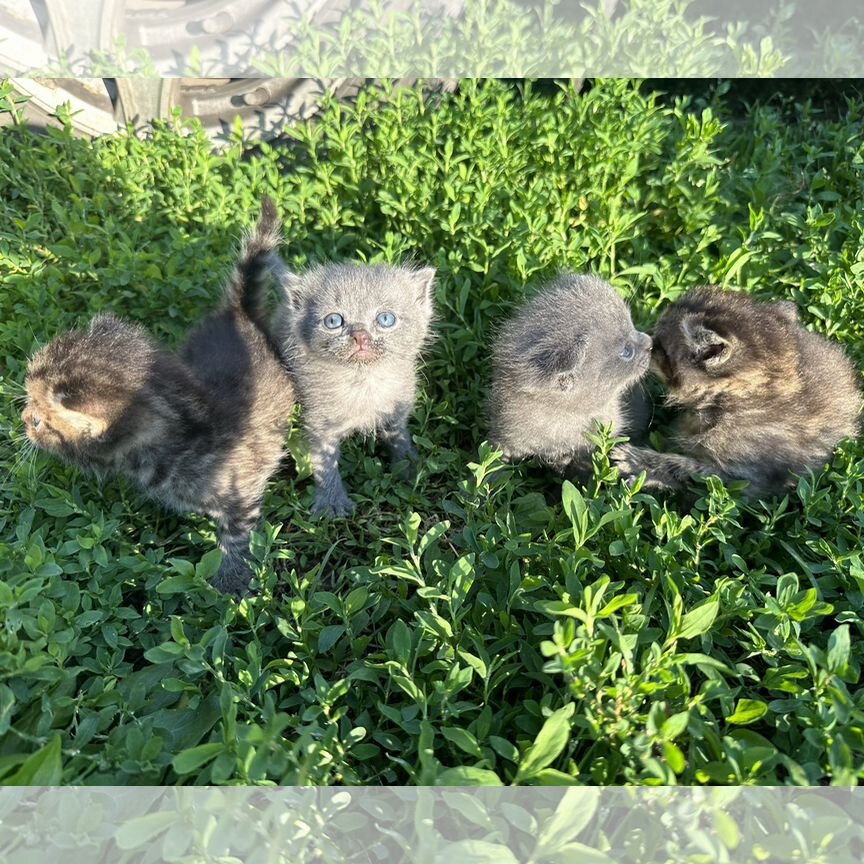 Шотландские вислоухие котята