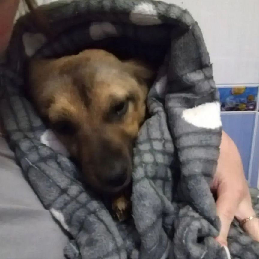 Щенок в добрые руки