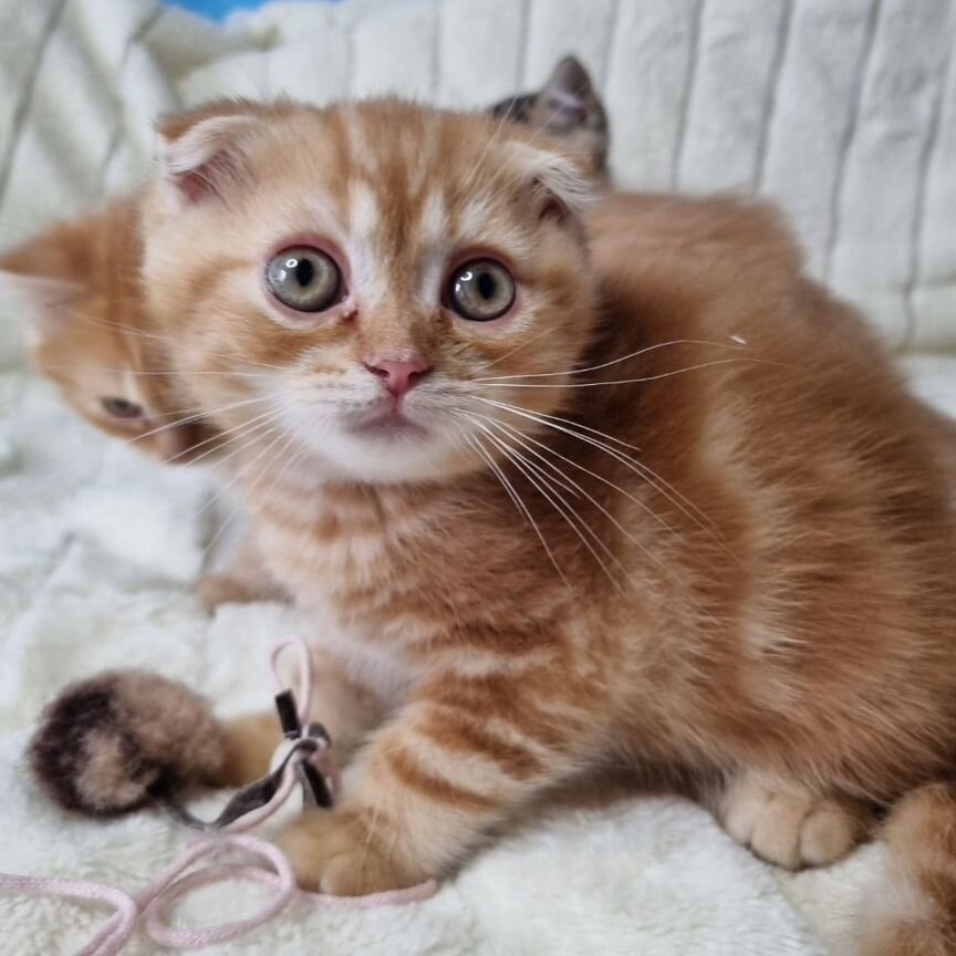Шотландский вислоухий короткошёрстный котёнок
