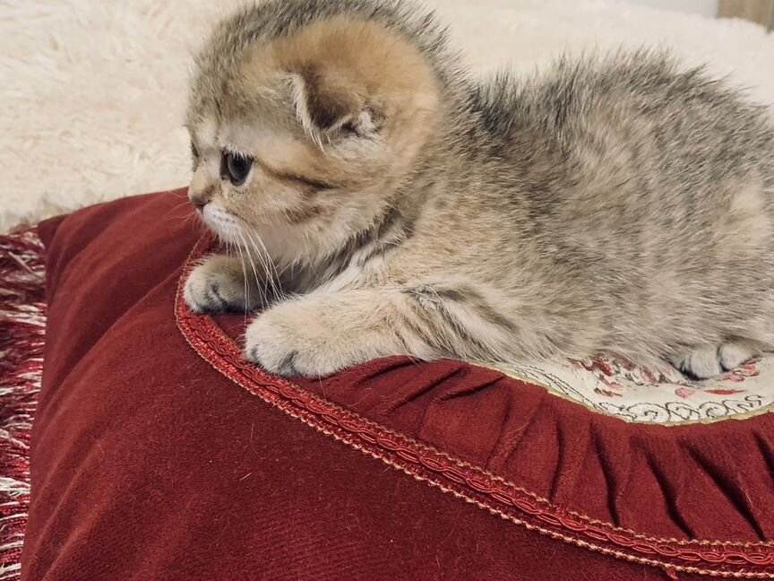 Шотландская вислоухая кошка