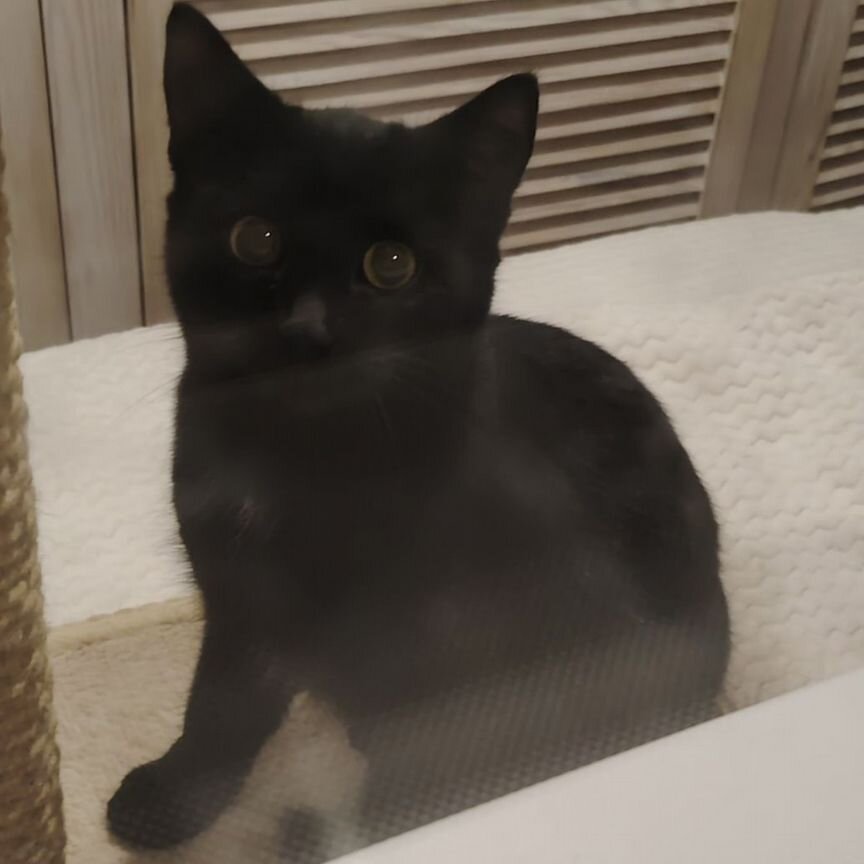 Котёнок в добрые руки