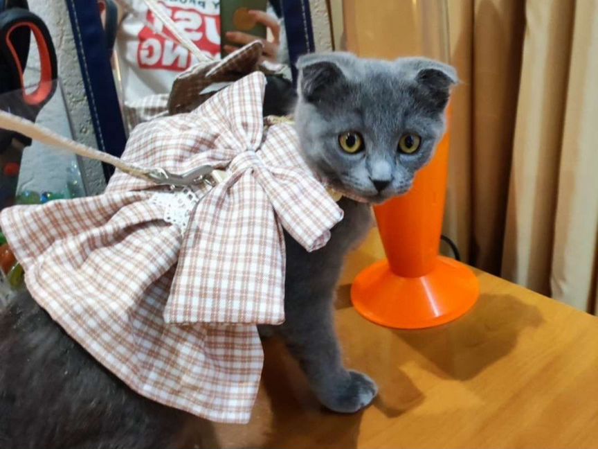 Новая в упаковке шлейка для кошки или собачки