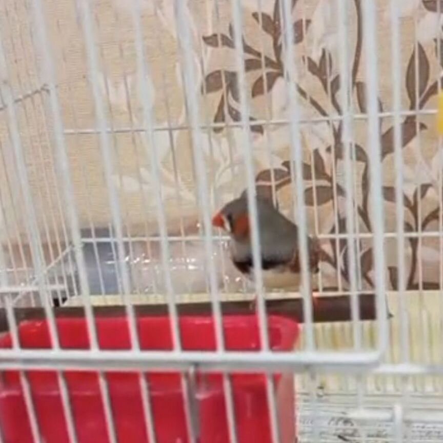 Тигровые амадины