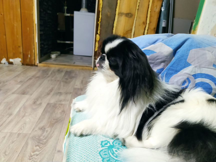 Продам пекинеса