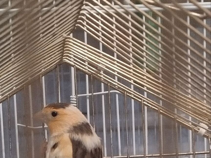 Канарейка в добрые руки