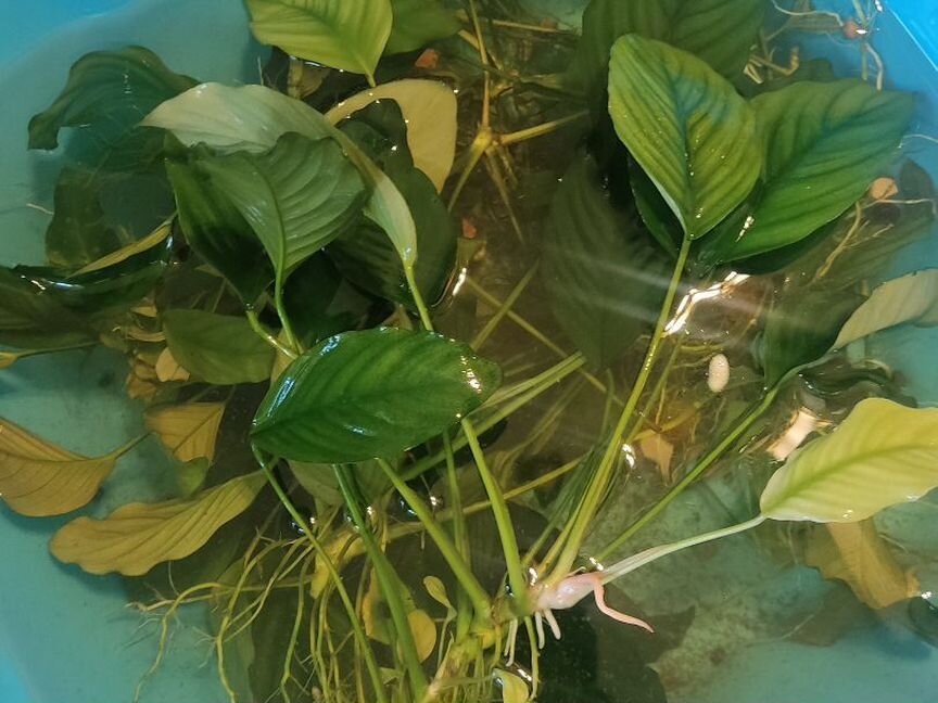 Анубиас Бартера для аквариумов