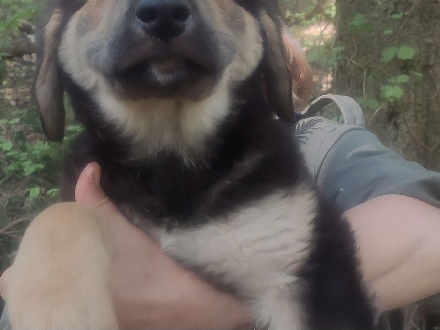 Щенок в добрые руки