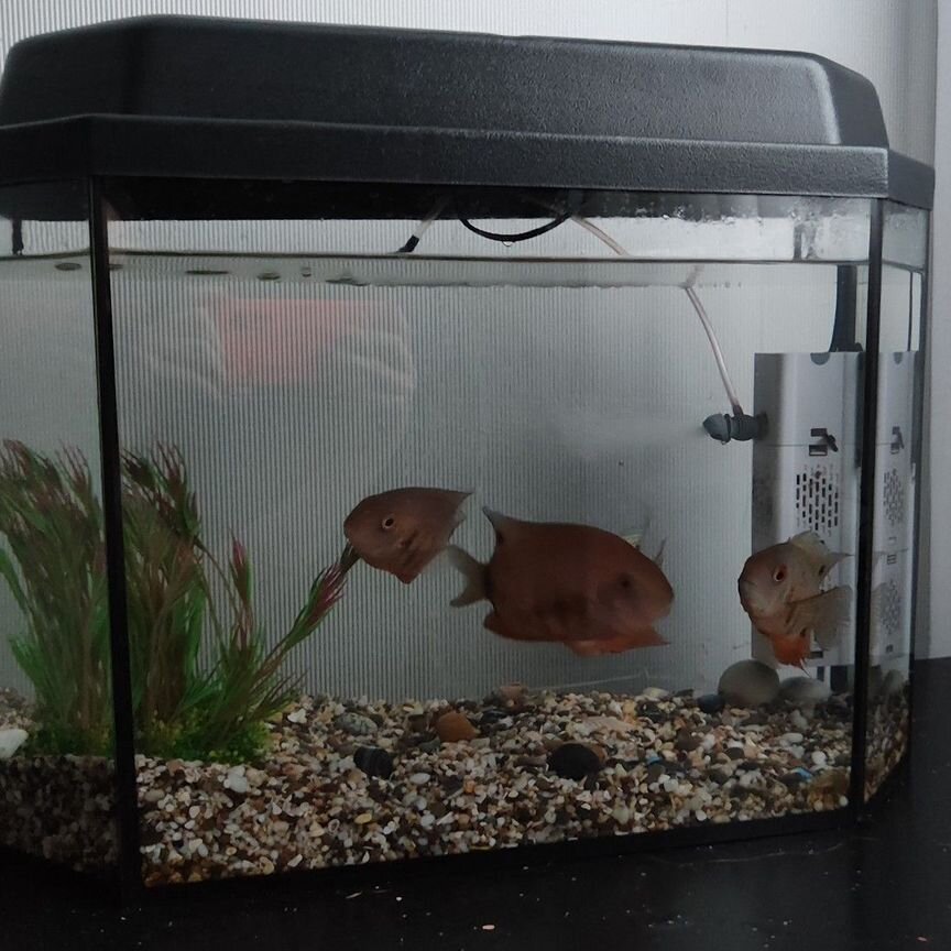 Аквариум на 60 литров с рыбками