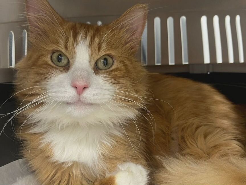 Котику некуда идти