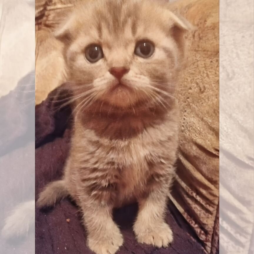 Шотландский вислоухий короткошёрстный котёнок