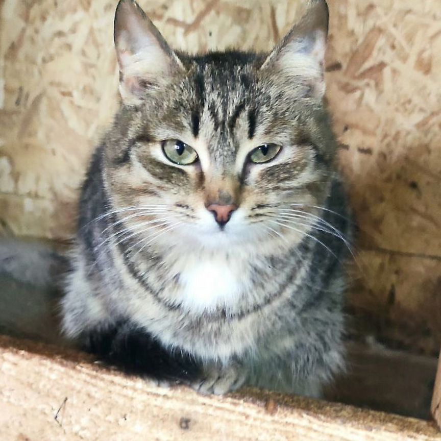 Взрослый кот в добрые руки