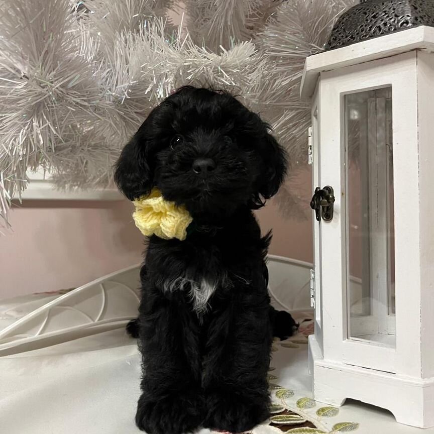 Мальтипу F1 мальчик Бари