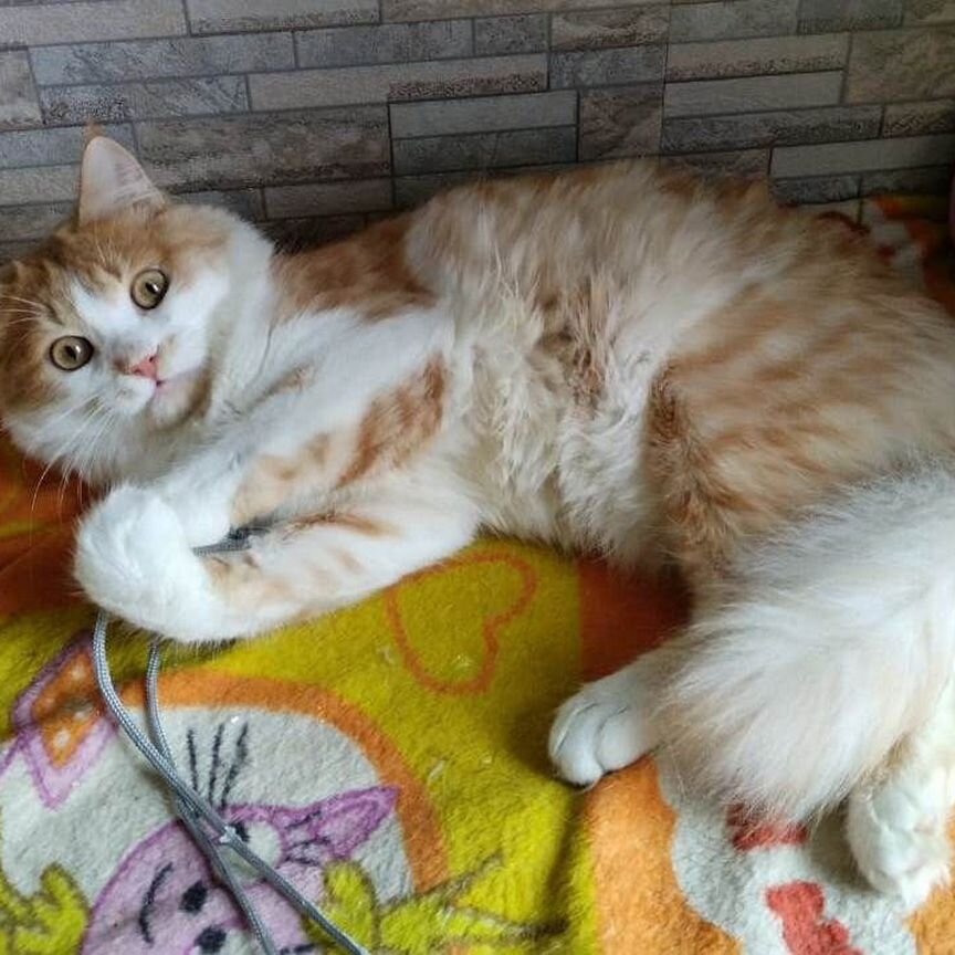 Чудесный котик ищет дом