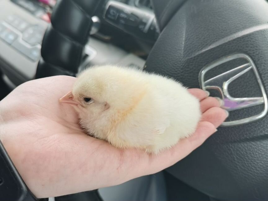 Цыплята бройлеры