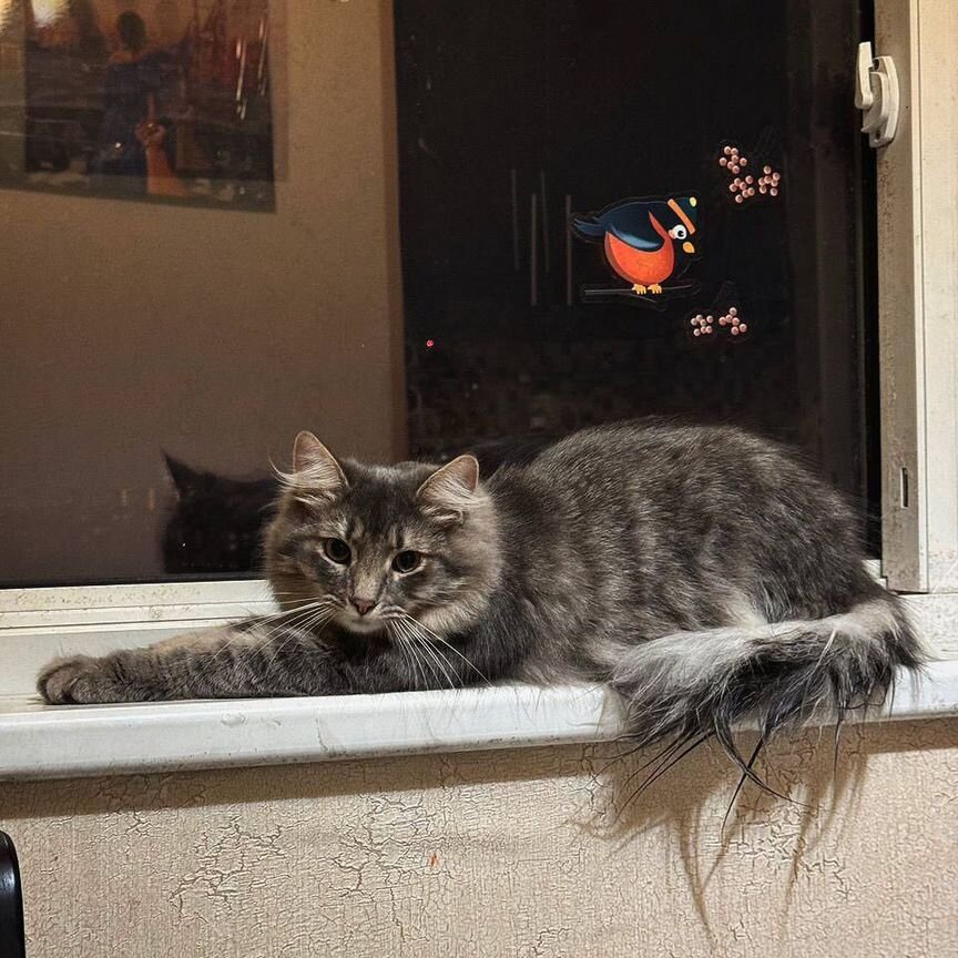 Сибирский кот в добрые руки