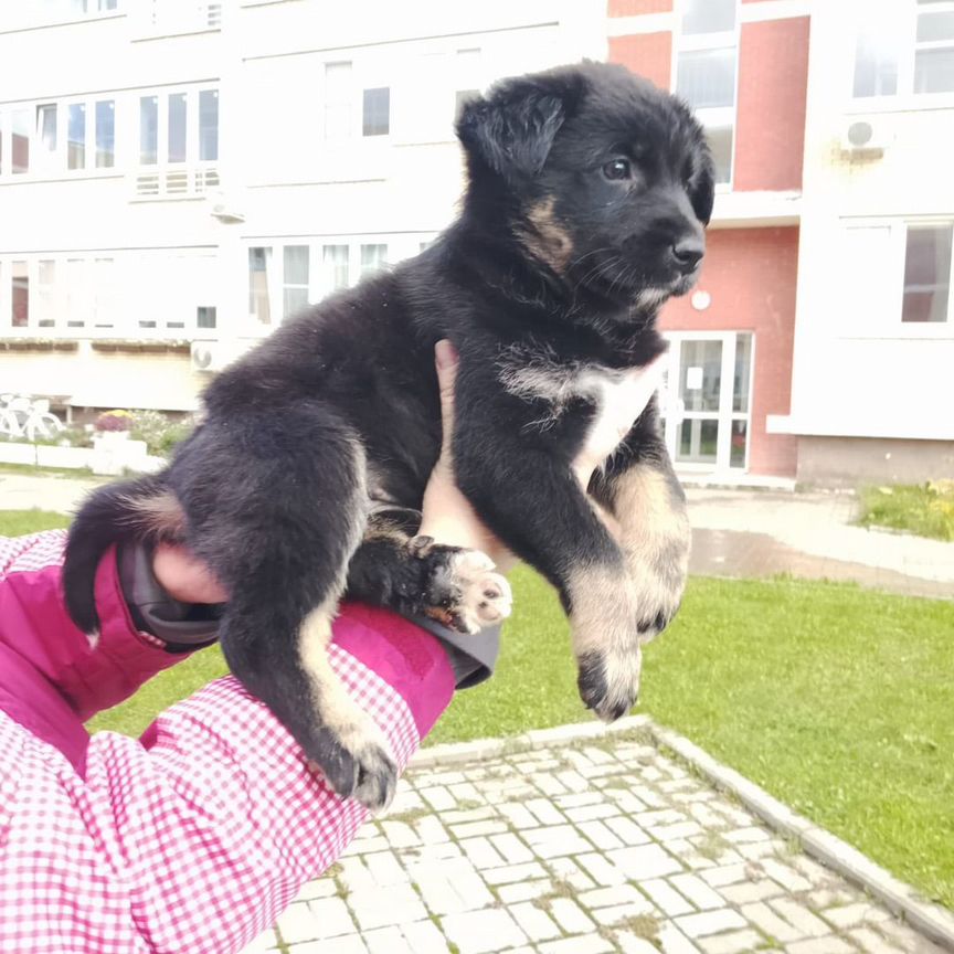 Щенки бесплатно