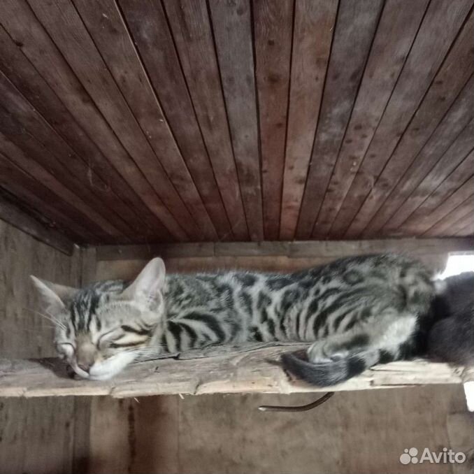 Бенгальские котята