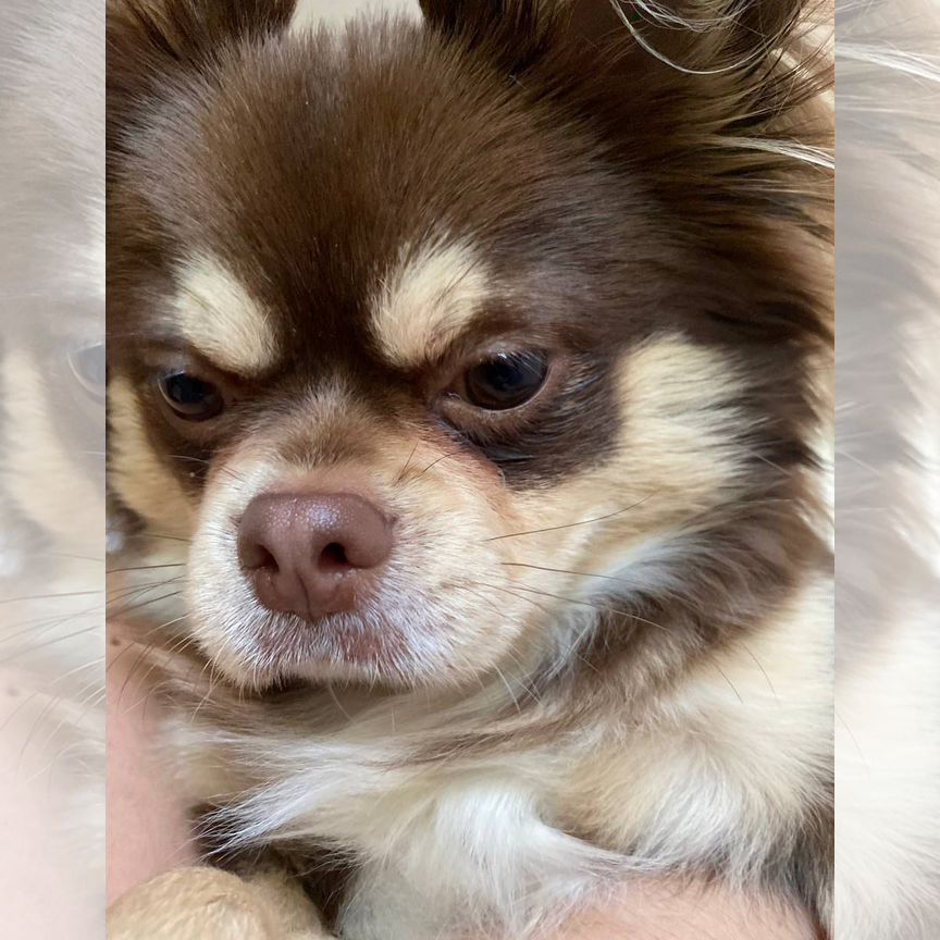 Вязка кобель чихуахуа