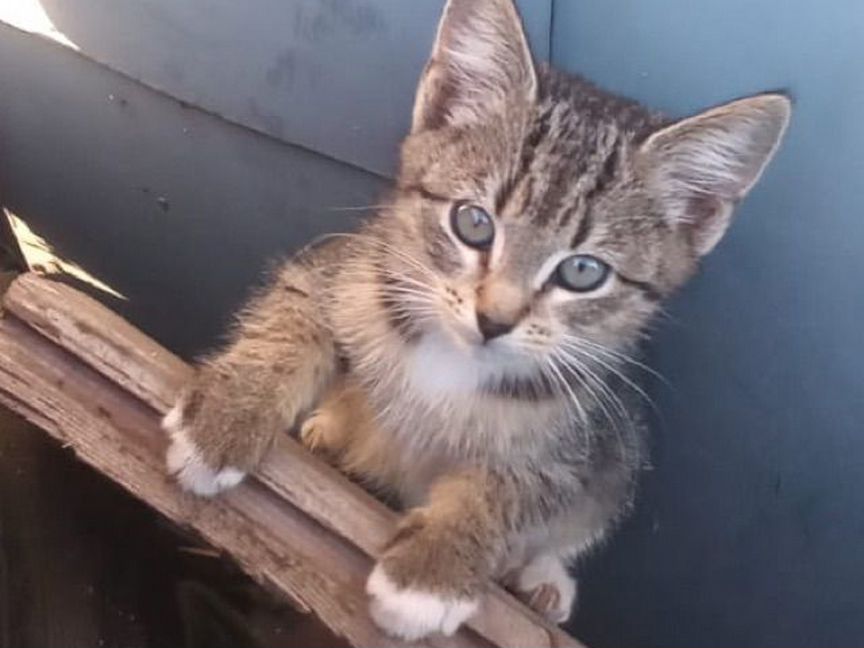 Котенок в добрые руки